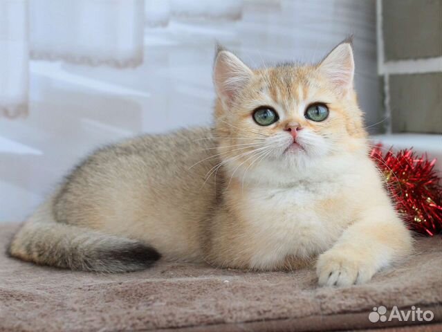 Котенок золотая шиншилла