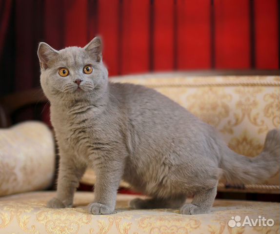 Красивый британский мальчик лилак