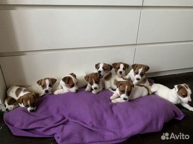 Джек Рассел терьер