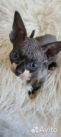 Канадский сфинкс