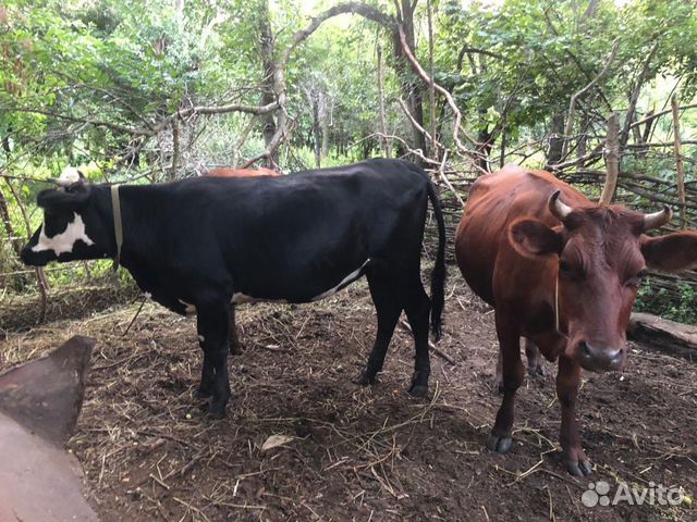 Молодые тёлки