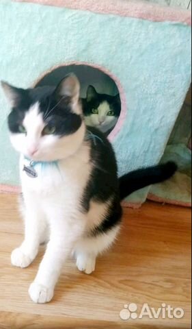 Разные котики и кошечки