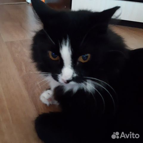 Отдам кота в добрые руки