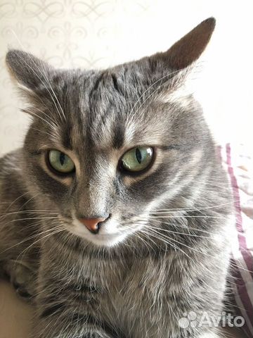 Ласковый котик в добрые руки