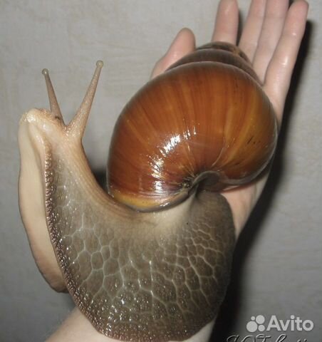 Улитки ахатины