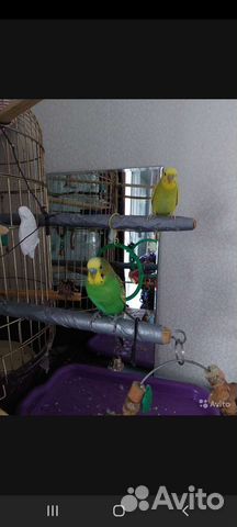 Потерялся попугай,ей 4 года