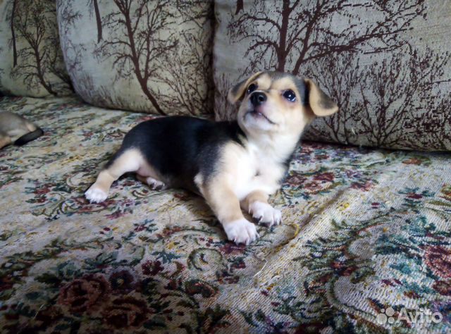 Собака маленькая порода