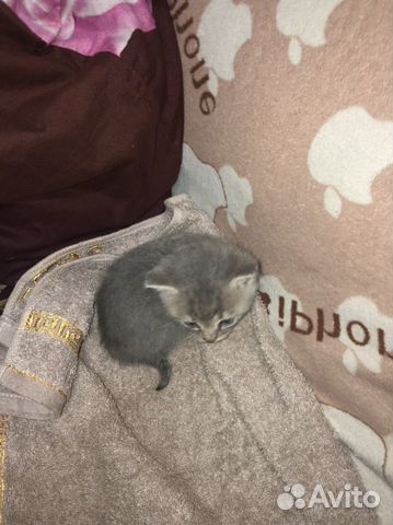 Шотландский вислоухий кот