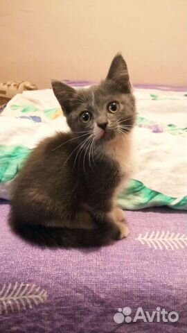 Котенок в добрые руки