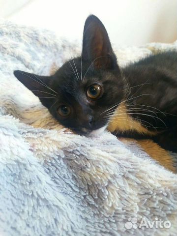 Кошечка - котёнок