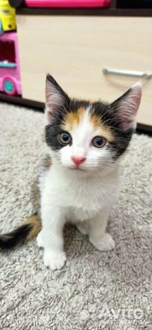 Котенок в добрые руки бесплатно