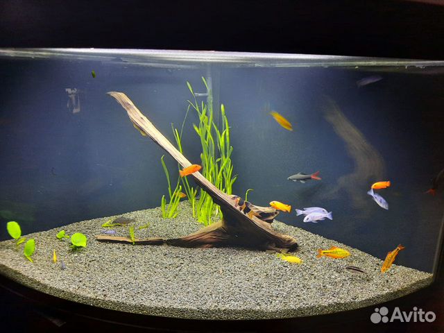 Аквариум угловой в дар