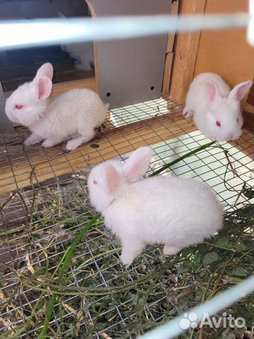 Кролики панон