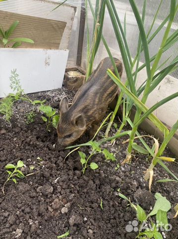 Поросёнок дикого кабана