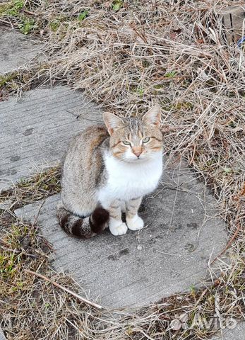 Кот Феня ищет дом