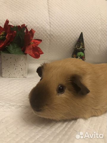 Морская свинка