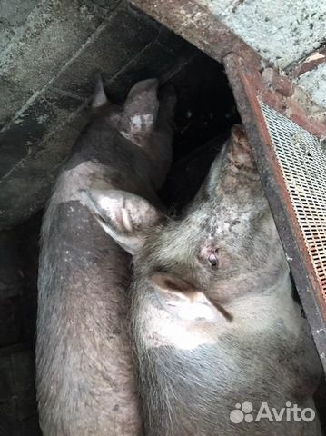 Продам 2х больших свиней