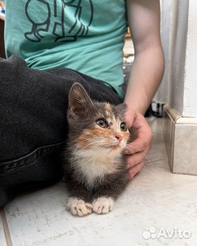Котята 2 месяца