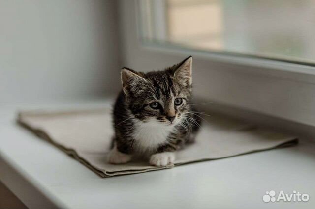Мальчик 1,5 мес