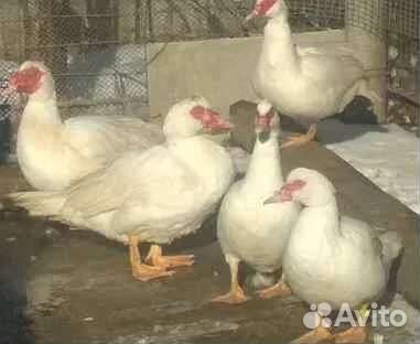 Мускусные утки