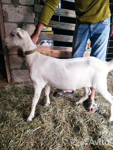 Козочка Ламанча