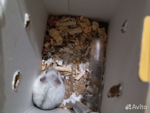 Джунгарский хомяк