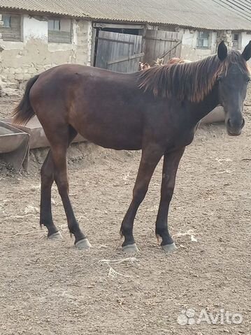 Лошади орловской породы