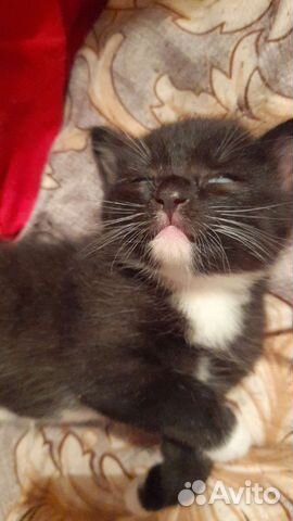 Кошка в дар