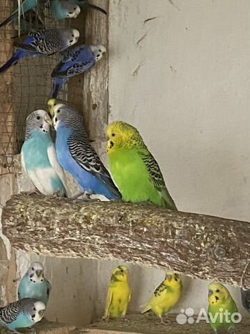 Волнистые попугаи оптом