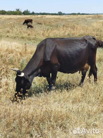 Корова высокоудойная