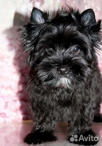 Йоркширский терьер щенки девочки