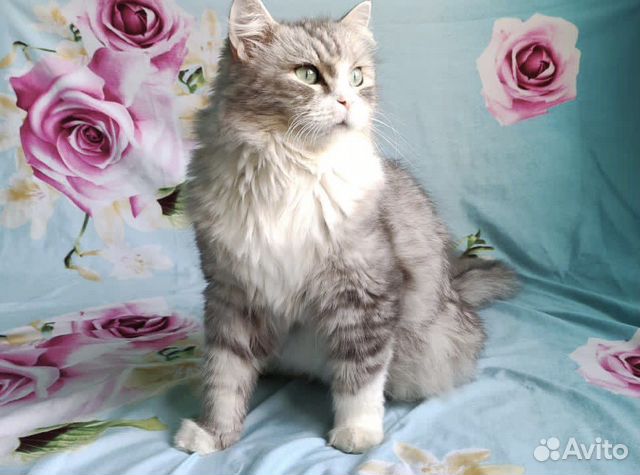 Кошка молодая бесплатно