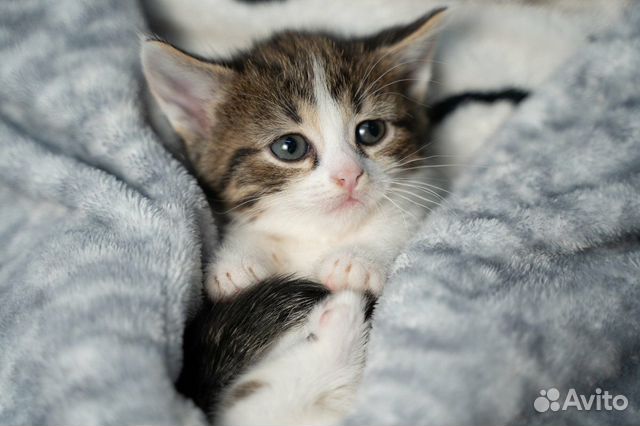 Котенок Симка в добрые руки