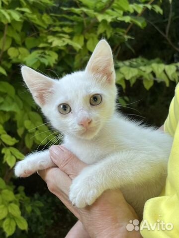 Котята в добрые руки даром