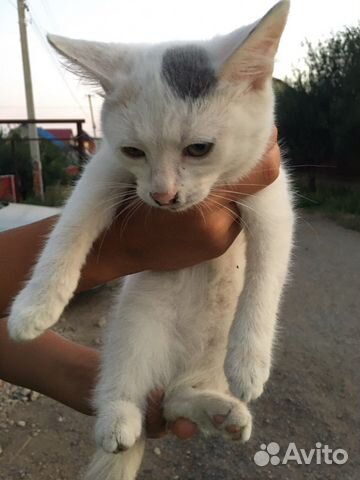 Котёнок бесплатно дворняжка