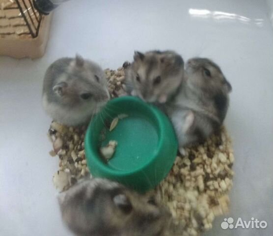 Джунгарские хомячки. Отдадим в добрые руки