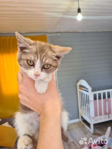 Котенок