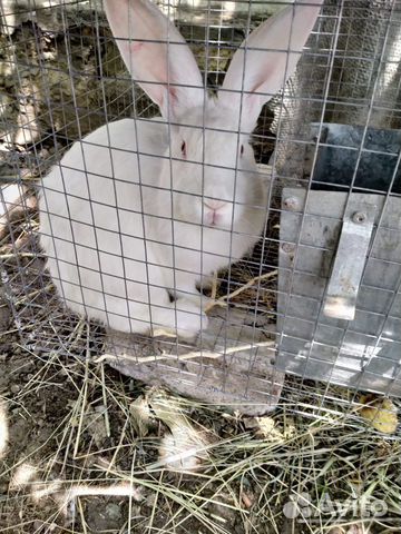 Продаются кролики и крольчата