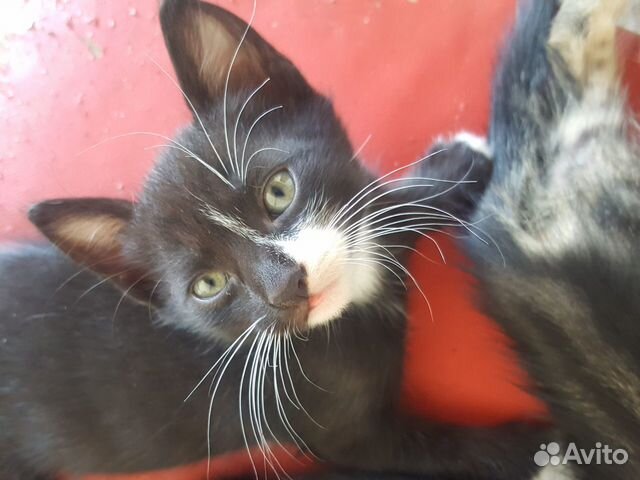 Котята в добрые руки приучены к лотку