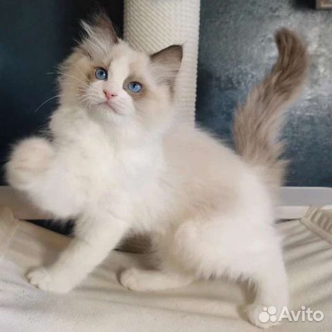 Lolita, в разведение рэгдолл