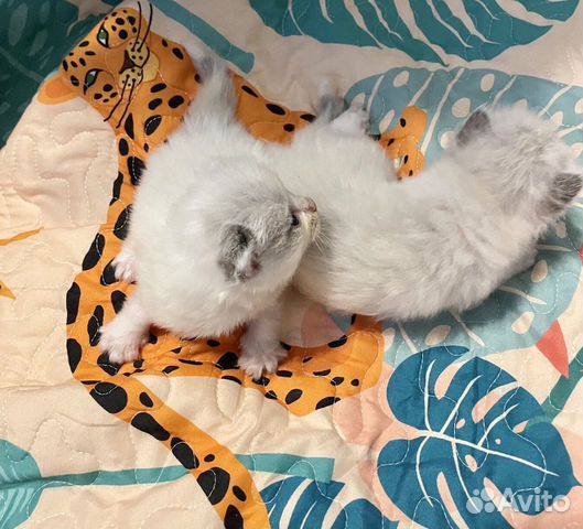 Кошки рэгдолл