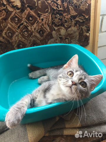 Котёнок Веня