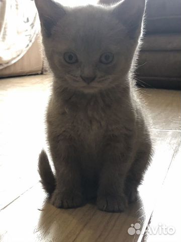 Британские котята