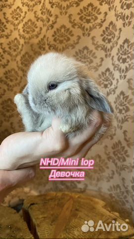 Карликовый вислоухий кролик