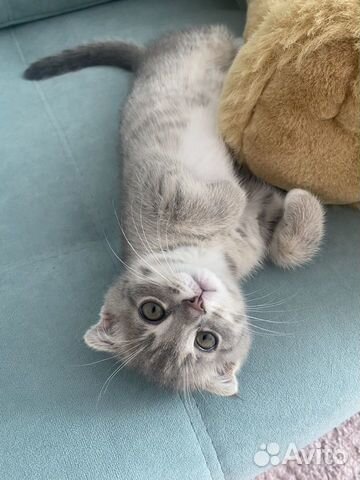 Кошки шотландцы