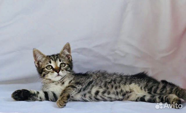 Котята Бонни и Клайд в добрые руки