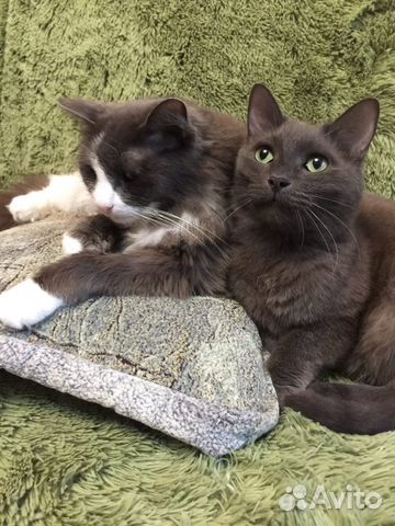 Коты неразлучники