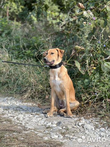 Молодая собака ищет дом