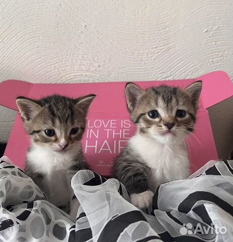 Замурчательные котята