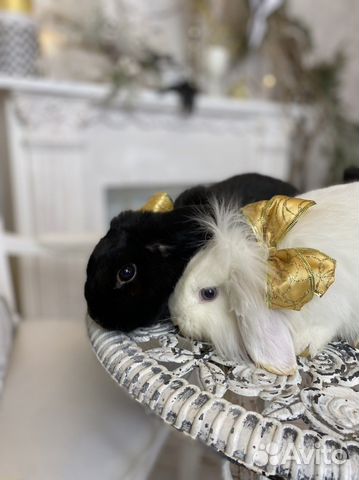 Кролик порода французский баран